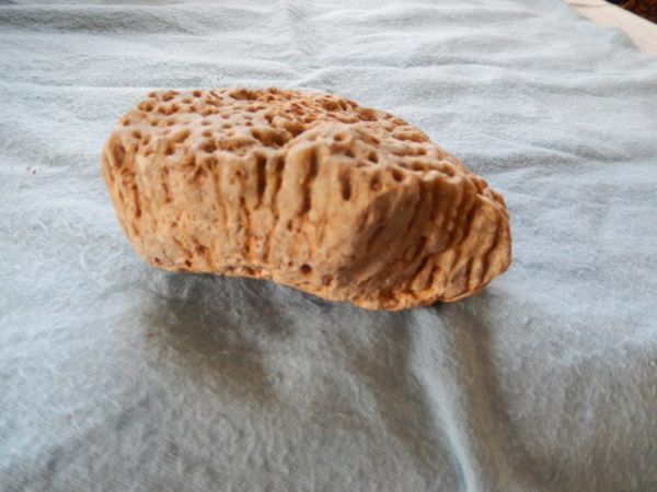 Купить коралл Syringopora sp. // Музейная лавка